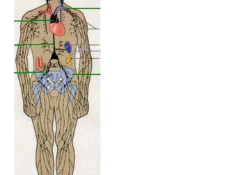 Organ Systems by Biologysubjectresources - Teaching Resources - Tes