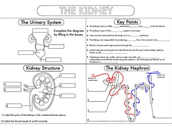 Huge GCSE Biology Resource Pack by beckystoke - Teaching Resources - Tes