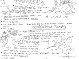 KS2 Trees and Forests Bundle | Teaching Resources