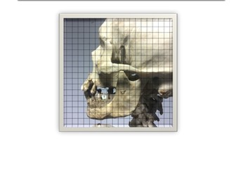 Art. Human skeleton photos | Teaching Resources