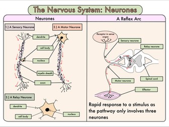 GCSE Bundle on the Nervous System by beckystoke - Teaching Resources - Tes