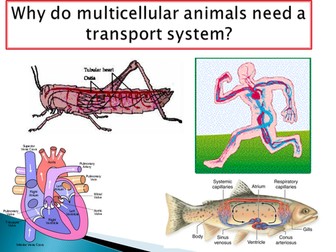 Transport in animals - NEW SPEC - A level biology | Teaching Resources