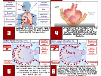 Edexcel 9-1 GCSE PE - The Respiratory System | Teaching Resources