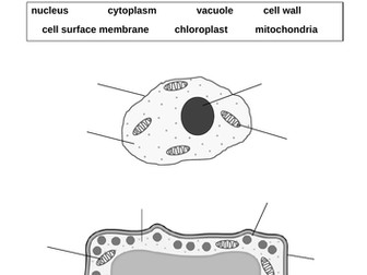Cells, Tissues and Organs Year 7 Topic- 6 full lessons (KS3 7A ...