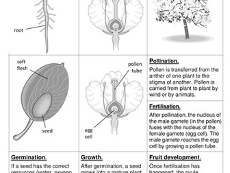 Plant Reproduction Year 8 Topic- 5 full lessons (KS3 8B) by ...