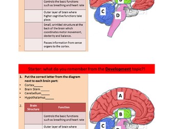 BRAIN AND NEUROPSYCHOLOGY TOPIC - AQA GCSE PSYCHOLOGY (9-1) | Teaching ...