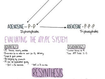 A-Level PE, OCR, Bundle, 1.1 Energy for Exercise Revision posters ...