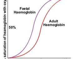 A Level Biology - Haemoglobin and Oxygen | Teaching Resources