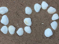 Shell Numbers and Arrays | Teaching Resources