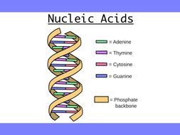 Nucleic acids, DNA replication, Water and its functions | Teaching Resources