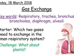KS3 Gas Exchange | Teaching Resources