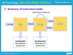 Multi-store model | Teaching Resources