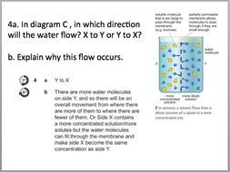 NEW GCSE: Diffusion and Osmosis | Teaching Resources