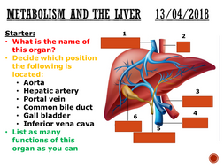 Metabolism and the liver - complete lesson (GCSE 1-9) | Teaching Resources