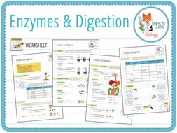 Enzymes and digestion - Worksheet (KS3/4) | Teaching Resources