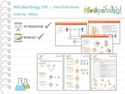 SNAB Biology Topic 3 - Lesson 04 (Meiosis) - WS and PPT | Teaching ...