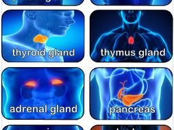AQA Biopsychology endocrine system match-up activity | Teaching Resources