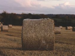 James K. Baxter 'Farmhand' - Poem Analysis | Teaching Resources