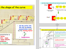 Digestive system and enzyme function and graphs | Teaching Resources