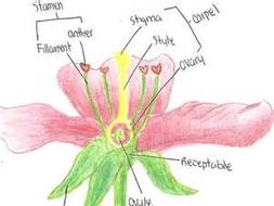 IGCSE Preparation bundle Plant reproduction | Teaching Resources