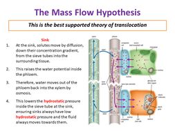 Translocation - OCR AS/A Level Biology | Teaching Resources