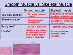 New Biology A Level OCR 5.5.10 Muscle | Teaching Resources