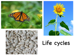 Life Cycles Bundle | Teaching Resources