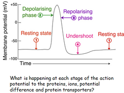 Resting potential | Teaching Resources
