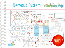 Nervous system - 8x Games and Activities (KS3/KS4) | Teaching Resources