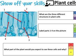 Cell Biology KS3 - Plant Cells | Teaching Resources