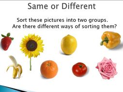 Same or Different Discussion and Activity Slides | Teaching Resources
