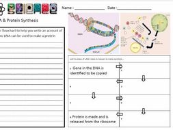 DNA Structure & Protein Synthesis (H) Lesson - AQA GCSE (4.6.1) (B13.5 ...