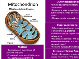 New Biology A Level OCR 5.7.3 The structure of the mitochondrion ...