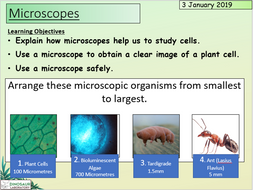 KS3 Microscopes Onion cells | Teaching Resources