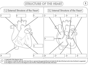 A Level Biology Bundle on the Heart and Circulation | Teaching Resources