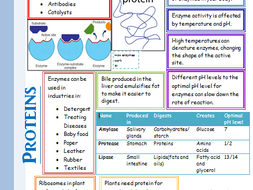 Protein Poster | Teaching Resources