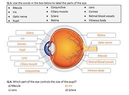 Structure of the Human Eye - Worksheet | Distance Learning | Teaching ...