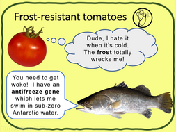Genetic engineering - KS3 Low Ability | Teaching Resources