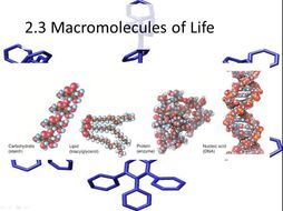 2.3 Macromolecules, Graphic Organizer foldable, Guided notes and ...