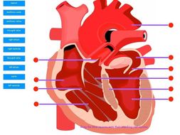 Structure of the heart drag & drop | Teaching Resources