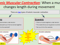 Muscular contraction (isotonic / isometric) | Teaching Resources
