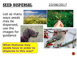 Seed dispersal - complete lesson (KS3) | Teaching Resources