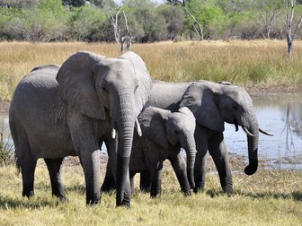 Year 3 Ace Author Genre Reading Badge Bundle (Dick King Smith ...