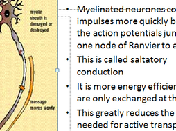 Speed of nerve impulse | Teaching Resources