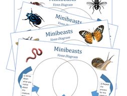 Minibeast Venn Diagrams | Teaching Resources