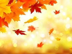 YEAR 7 AUTUMN HALF TERM FRENCH QUIZZES | Teaching Resources