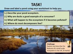 Small scale Ecosystems | Teaching Resources