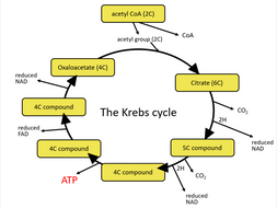 Link reaction & Krebs cycle (Edexcel A-level Biology) | Teaching Resources