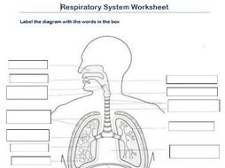 Label the respiratory system (worksheet) | Teaching Resources
