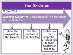 The Skeleton (KS3 organisms) | Teaching Resources